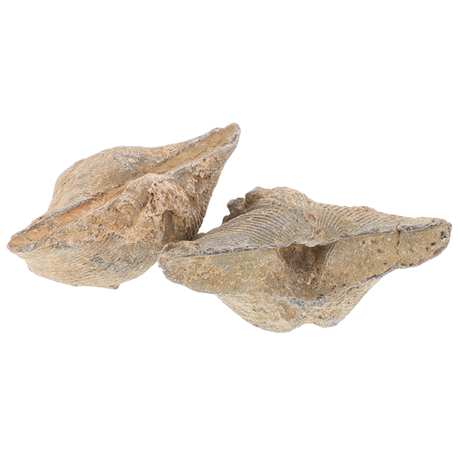 Topbathy Geology Enthusiast Adornment Natural Specimen Assorted Color ...