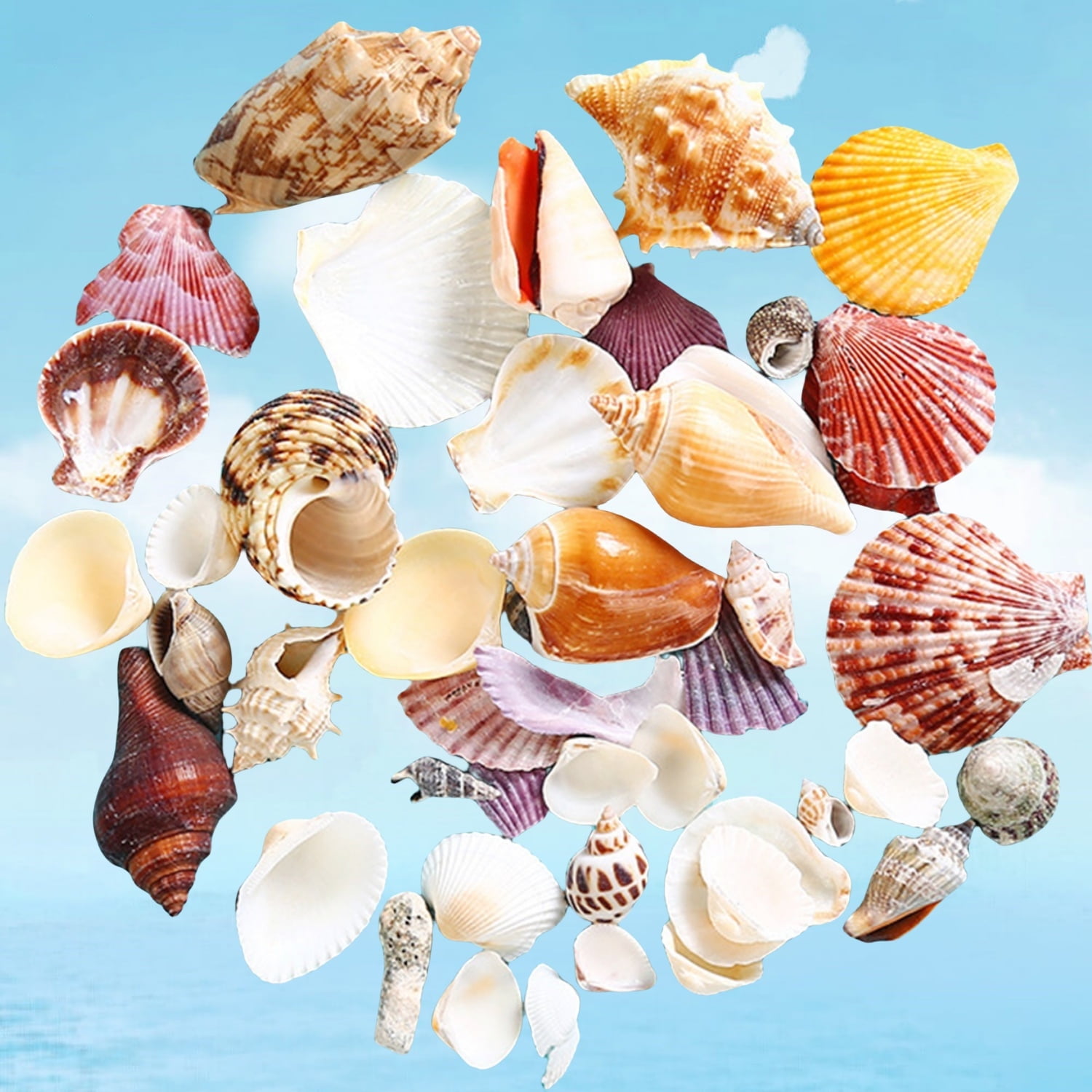 Topboutique Sea Shells Mixed Beach Seashells Conch Beach Seashells and ...