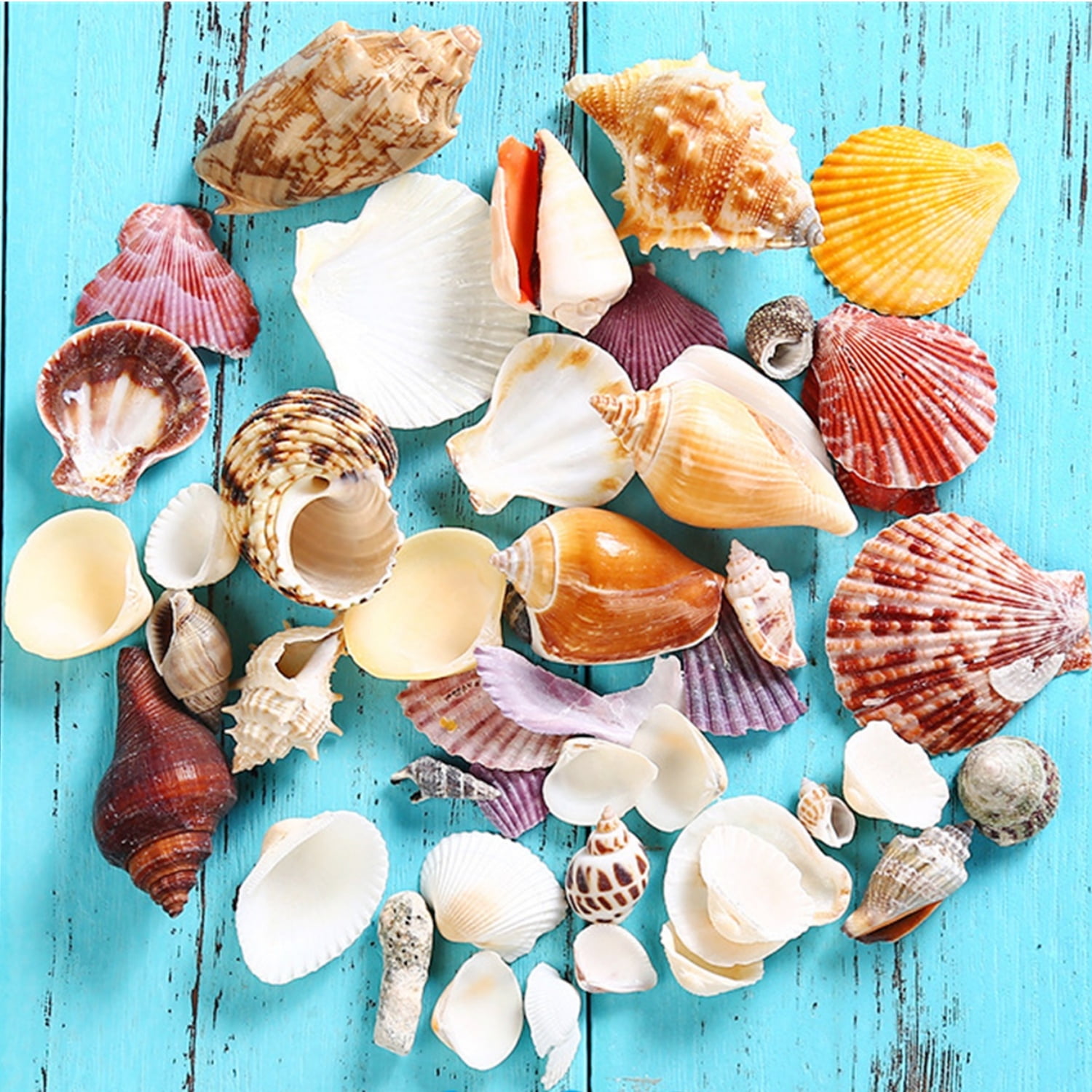 Topboutique Sea Shells Mixed Beach Seashells Ocean Beach Seashells ...