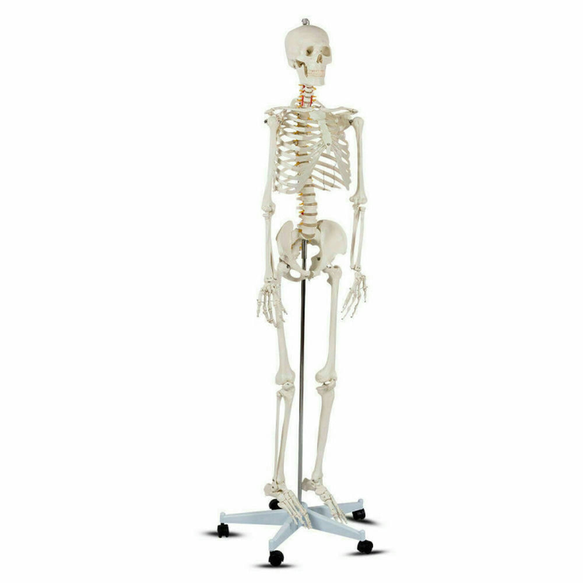 Topcobe Medical School Human Anatomy Class Life-size Skeleton Model ...