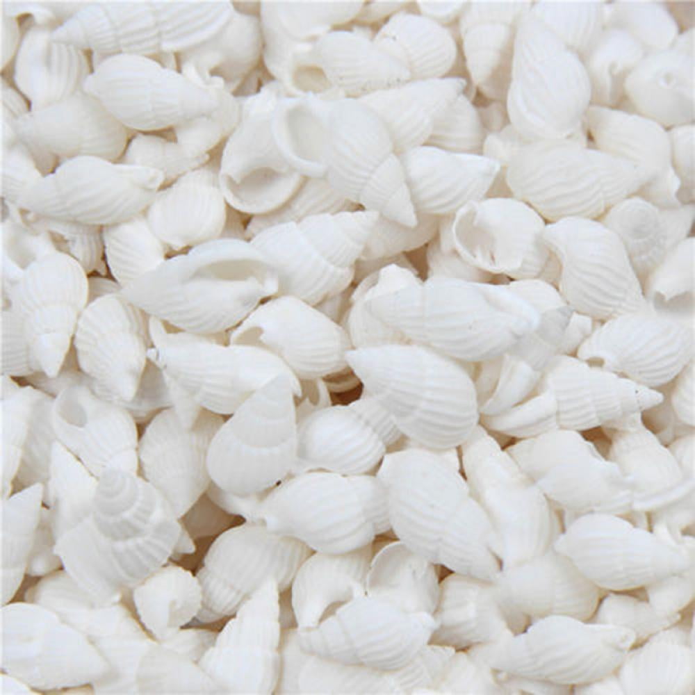 Topumt 100Pcs Tiny Natural Mixed Ocean Sea Shells Tiny Miniature Beach ...