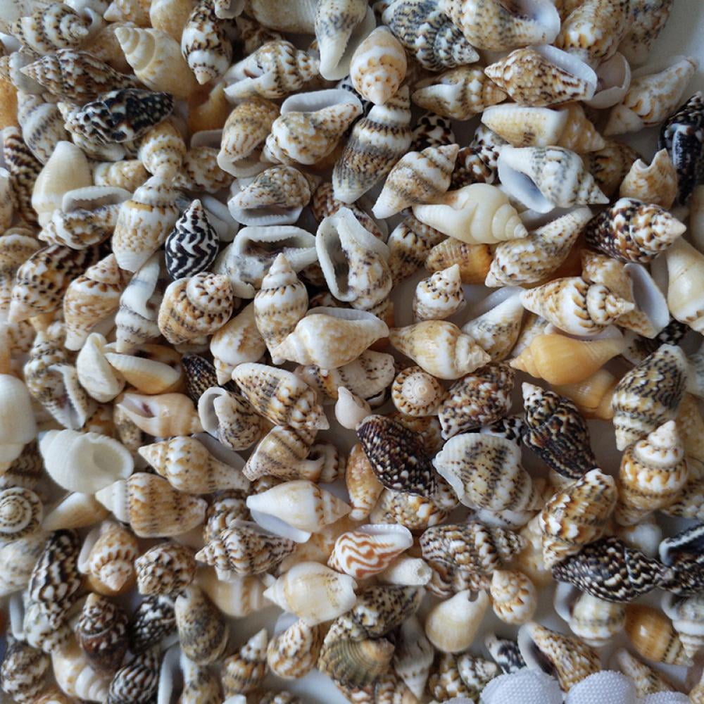Topumt 100Pcs Tiny Natural Mixed Ocean Sea Shells Tiny Miniature Beach ...