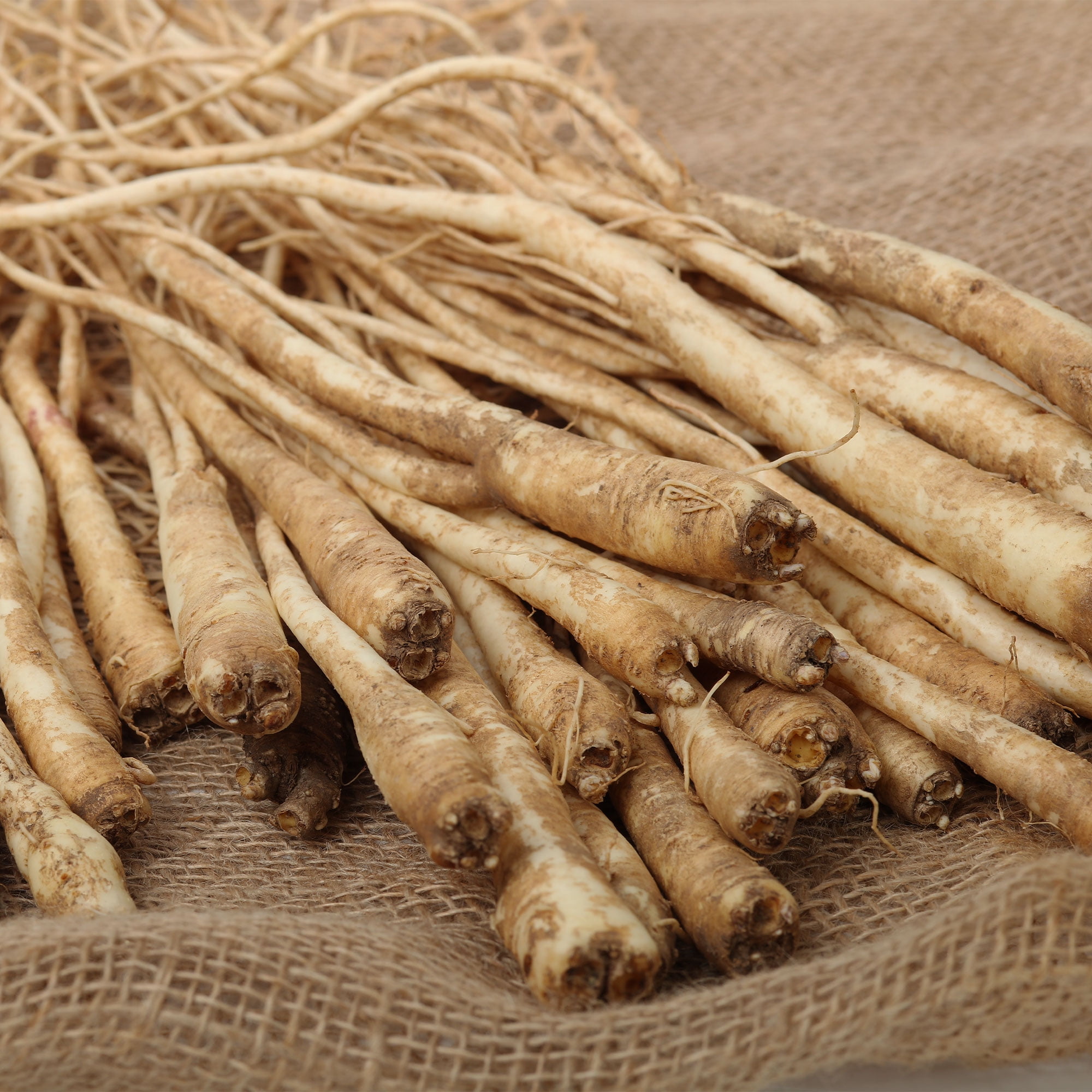 Toraji Seeds - Balloon Flower - 1 g Packet ~2041 Seeds - Non-GMO ...