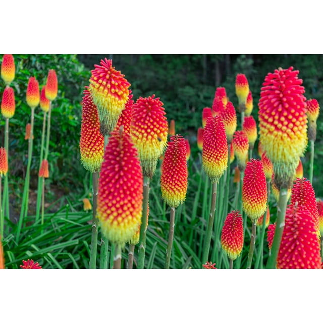 Torch Lily Flower Seeds - 50 Pack, Red Hot Poker, Vibrant Red Blooms ...