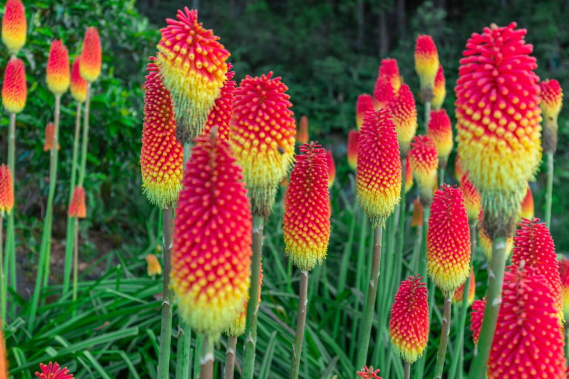 Torch Lily Seeds - 50 Seeds - Amazing Red and Yellow Flowers, Look like ...