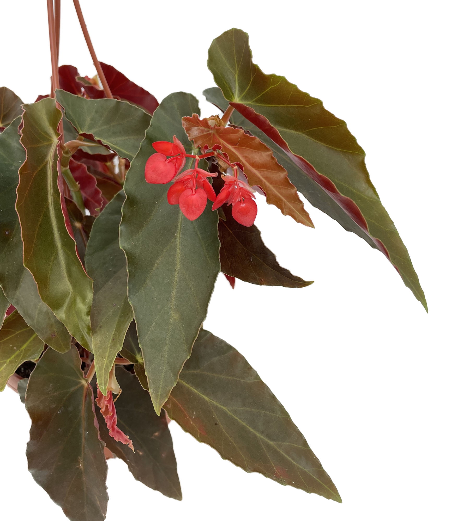 Torch Red Angel Wing Begonia dietrichiana - 6" Hanging Basket - Walmart.com