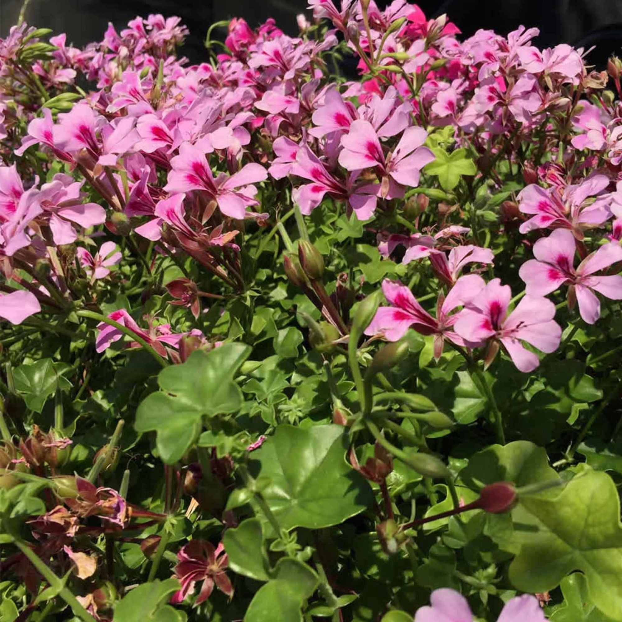 Tornado Series Mix Geranium ~10 Seeds – Ivy Pelargonium – Trailing ...