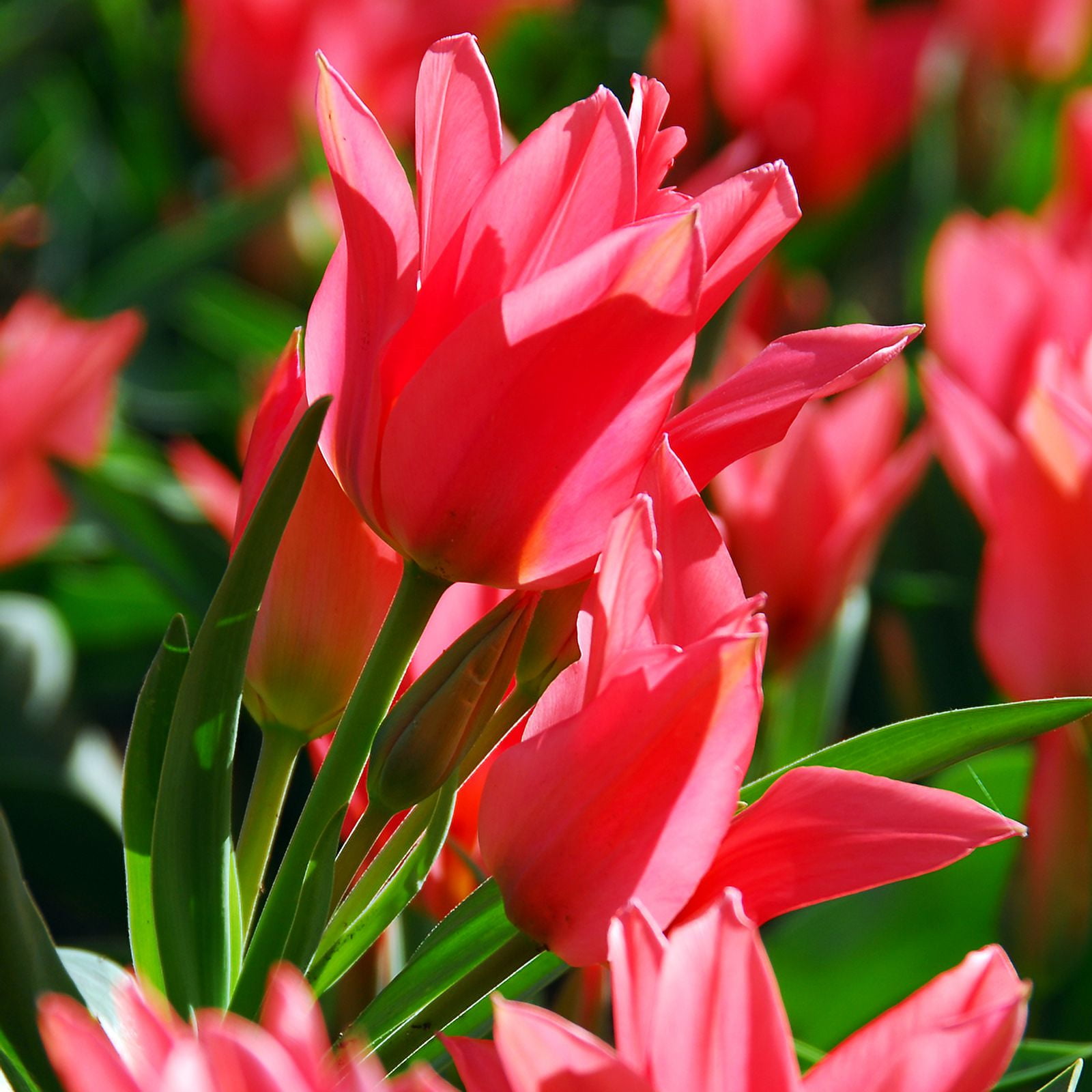 Toronto Bunch Flowering Tulip Flower Bulbs - 12 Bulbs per Pack - Good ...