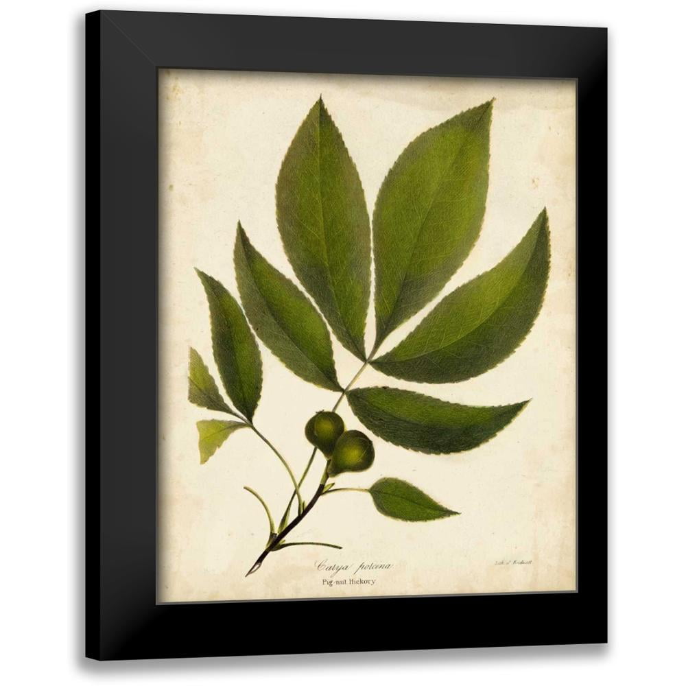 Torrey, John 20x24 Black Modern Framed Museum Art Print Titled - Pig ...