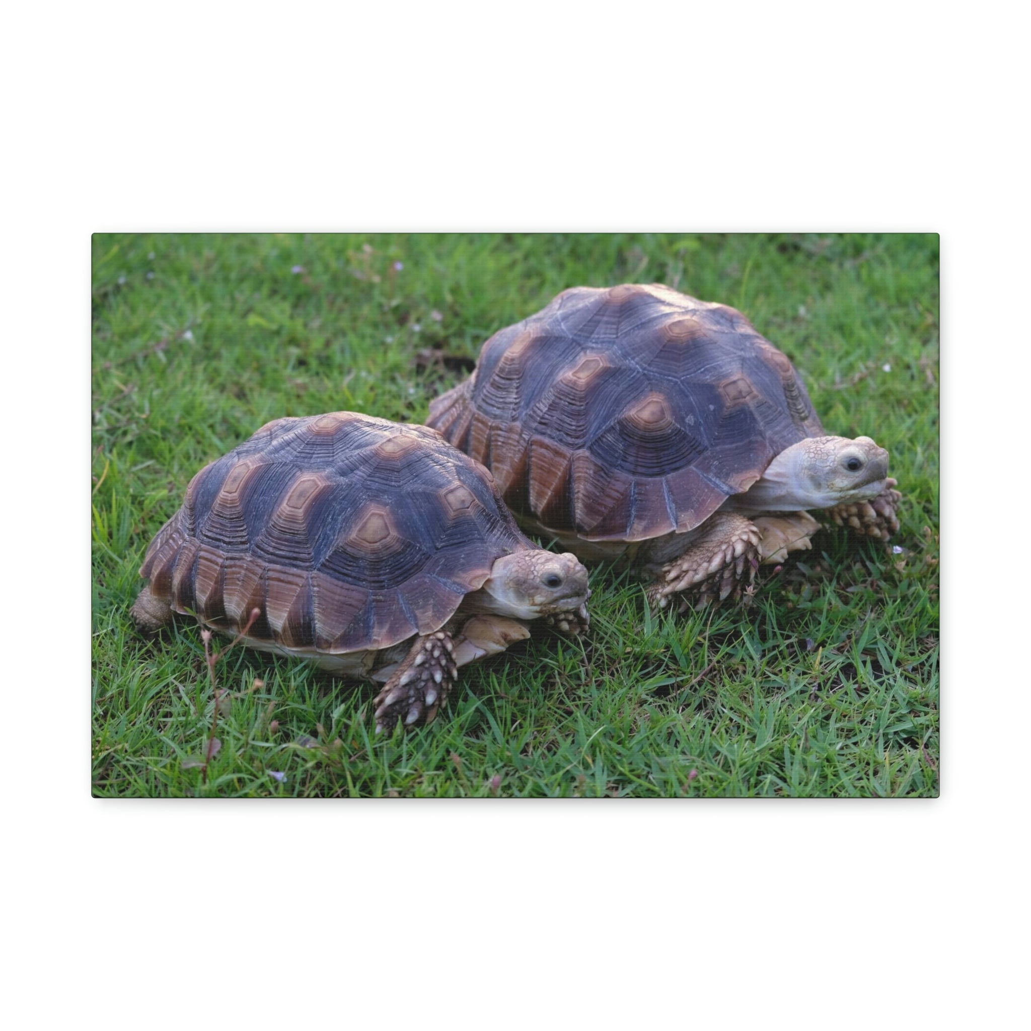 Tortoise Couple Tortoise Couple Print Animal Wall Art Wildlife Canvas Prints Wall Art Ready to ...