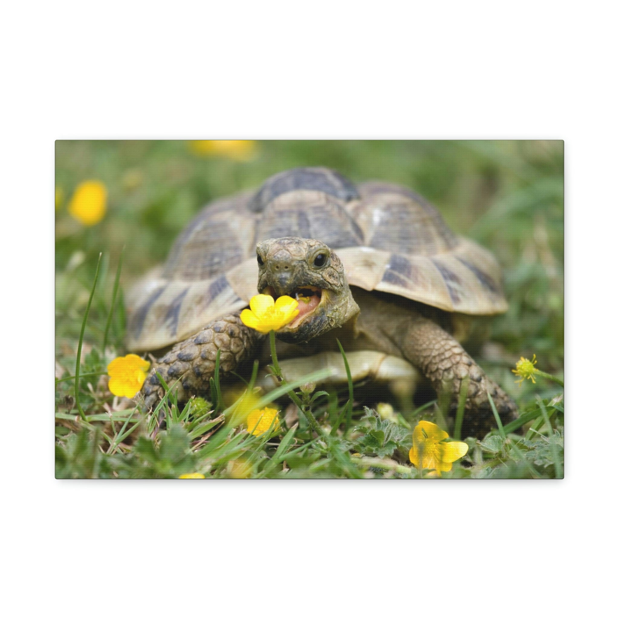Tortoise Hunting Tortoise on Hunt Print Animal Wall Art Wildlife Canvas Prints Wall Art Ready to ...