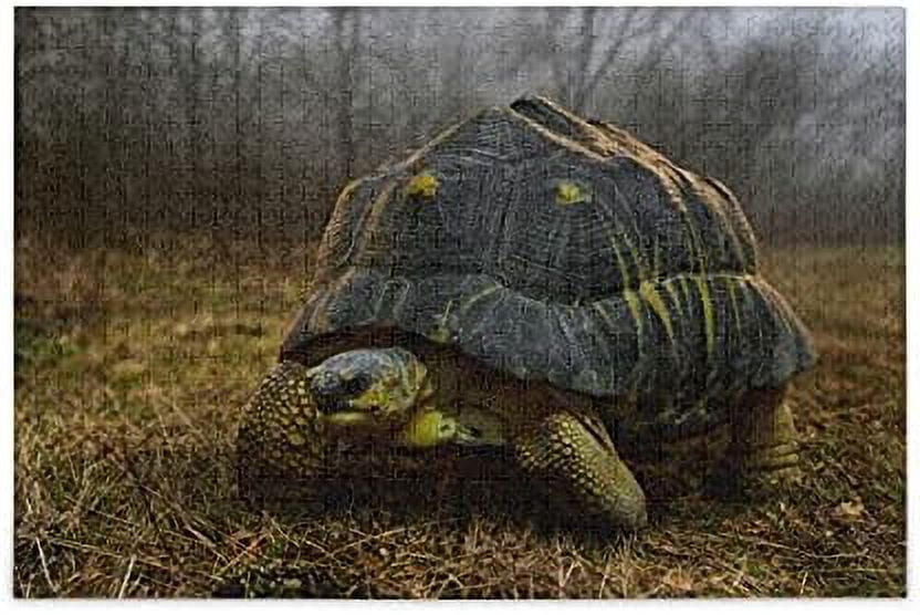 Tortoise Jigsaw Puzzle 500 Pieces for Adults Teens Turtle Wildlife ...