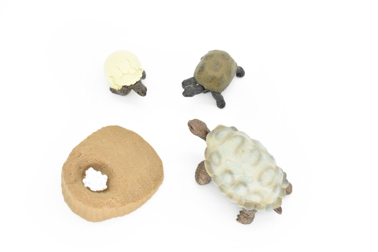 Tortoise, Learn the Tortoise Life Cycle, Very Nice Plastic Figure ...