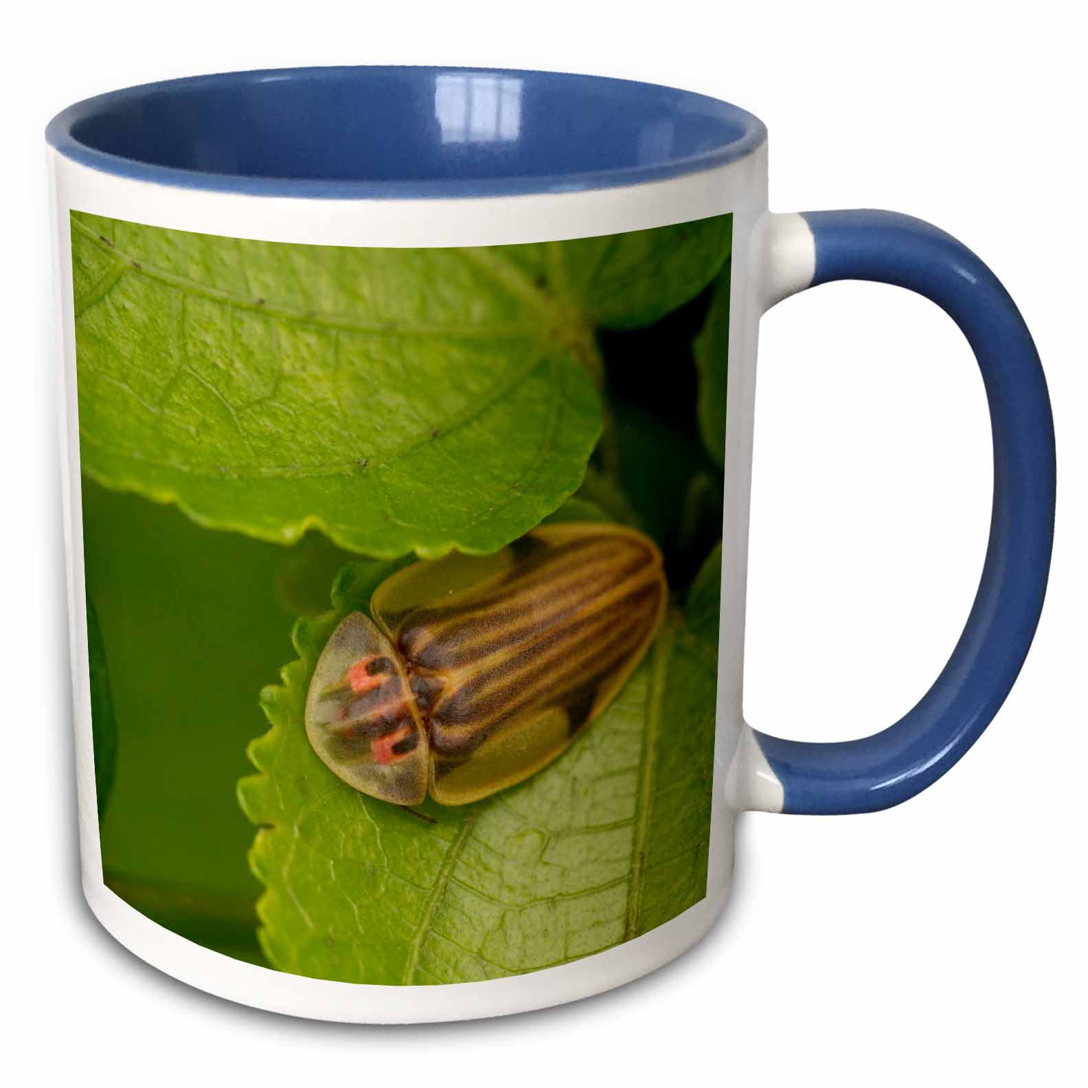 3drose, Tortoise Shell Beetle Insect, Costa Rica - Sa22 Rsp0022 - Rob ...