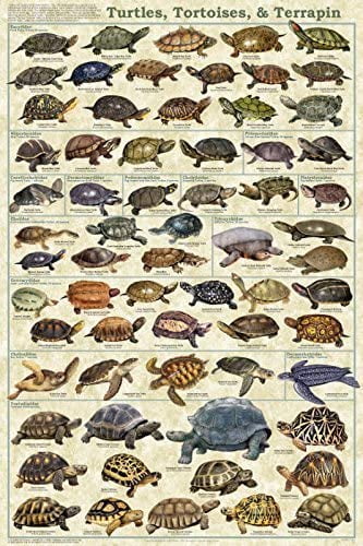 Tortoise Type Knowledge Metal Tin Sign Turtles, Tortoises, & Terrapin ...