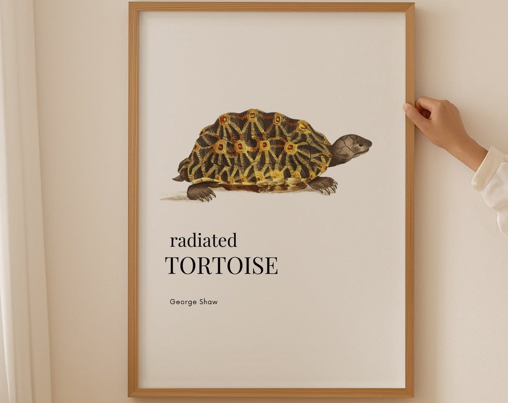 Tortoise Wall Art, Lake House Decor, Antique Wall Art, Turtle Gifts ...
