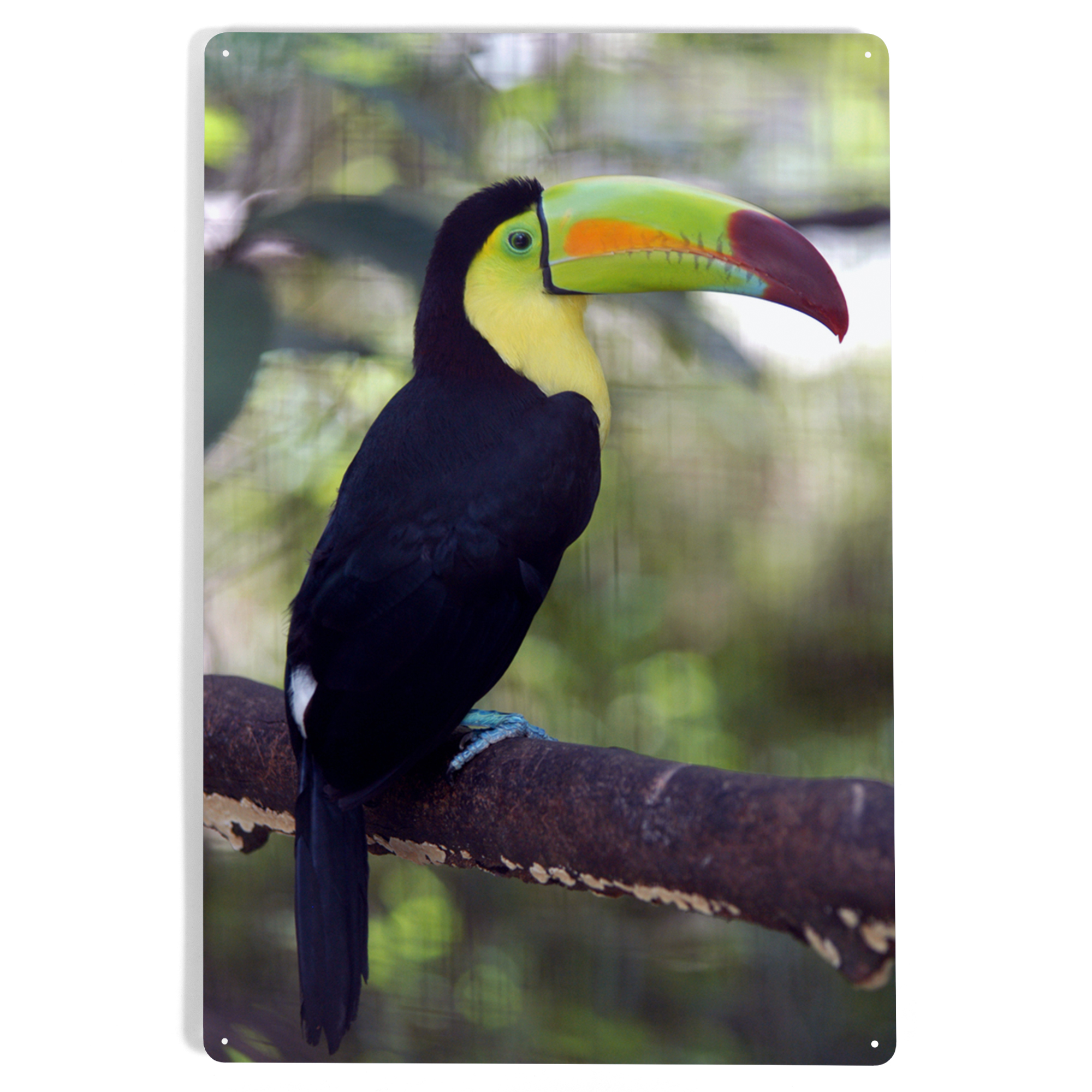 Toucan (12x18 Aluminum Art, Indoor Outdoor Metal Sign Decor) - Walmart.com