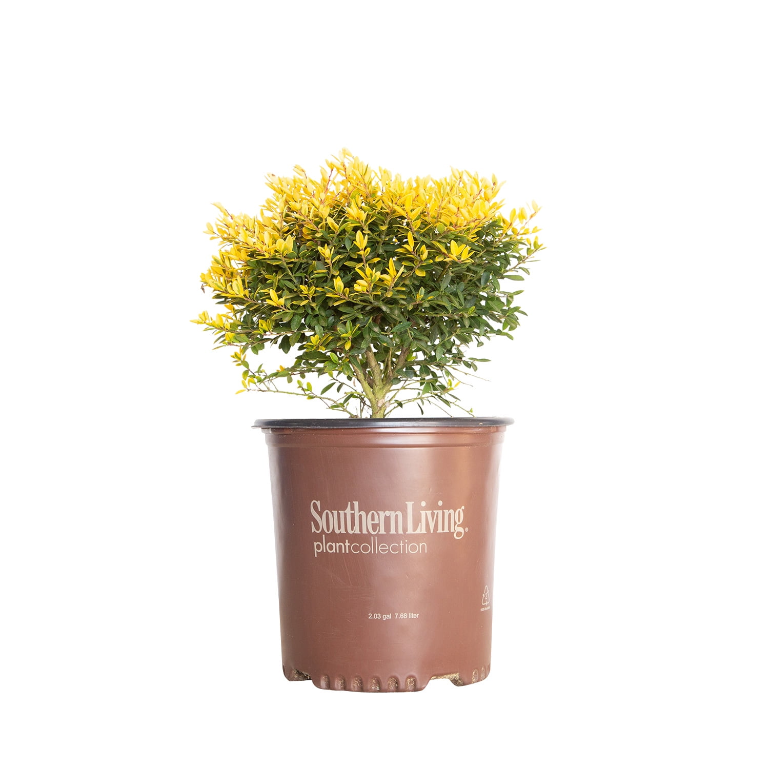 Southern Living Touch Of Gold Holly Live Shrub in 2-Gallon Grower Pot ...