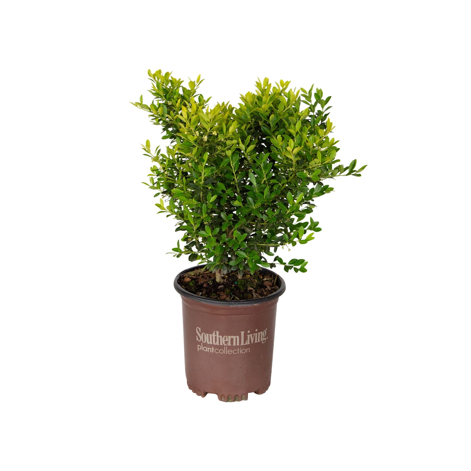 Southern Living Touch of Gold Holly Live Shrub in 2.5-Quart Grower Pot ...