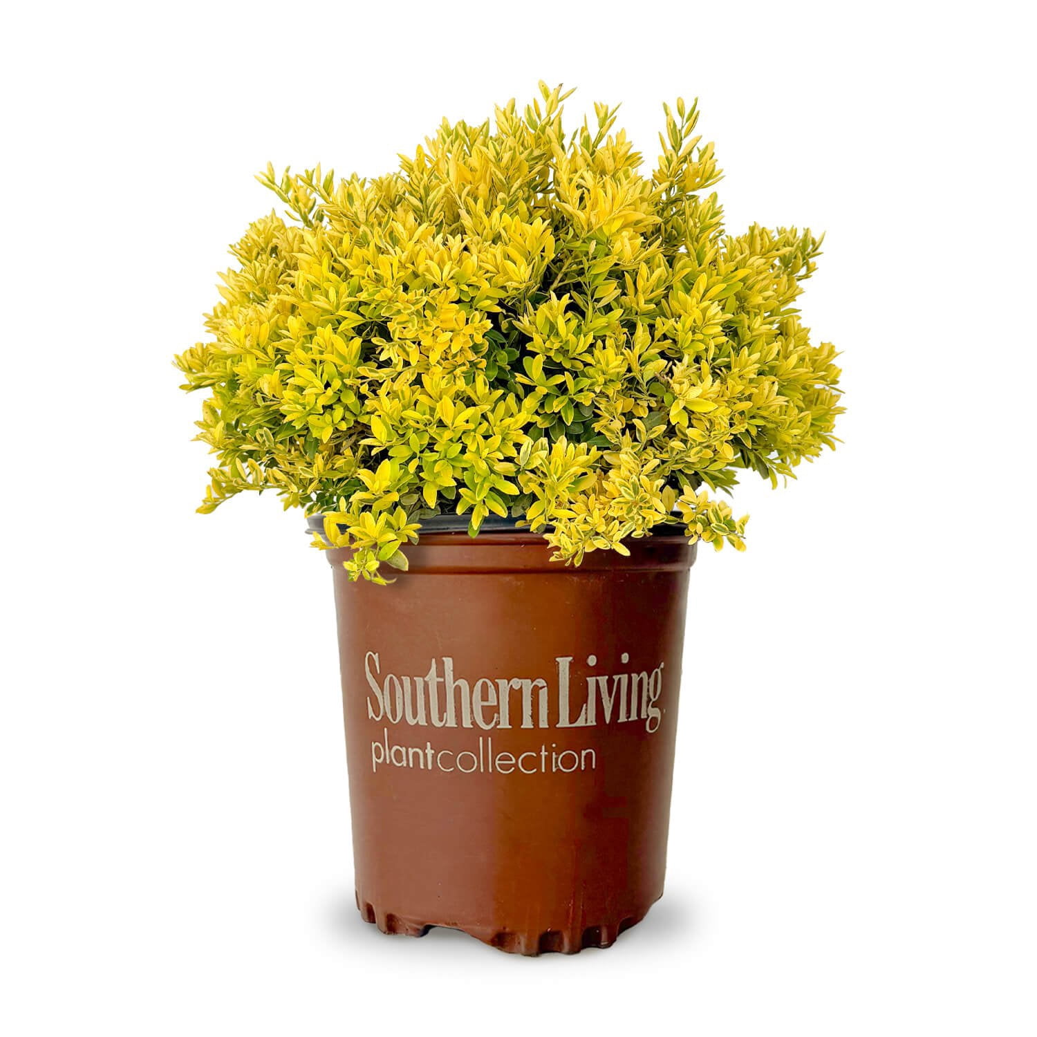 Southern Living Touch of Gold Holly Live Shrub in 2.5-Quart Grower Pot ...