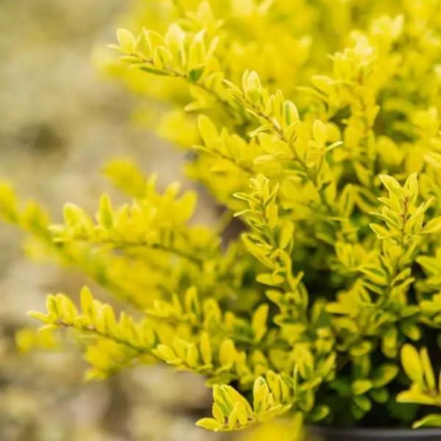 Touch of Gold Holly - 3 Gallon Pot, Live Dwarf Evergreen Shrub, Full ...