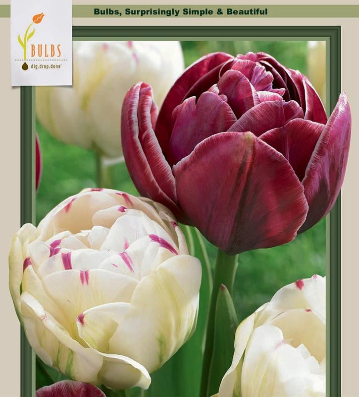 Touchdown Dance Double Late Tulip Mix - 10 Bulbs - 12/+ cm Bulbs ...