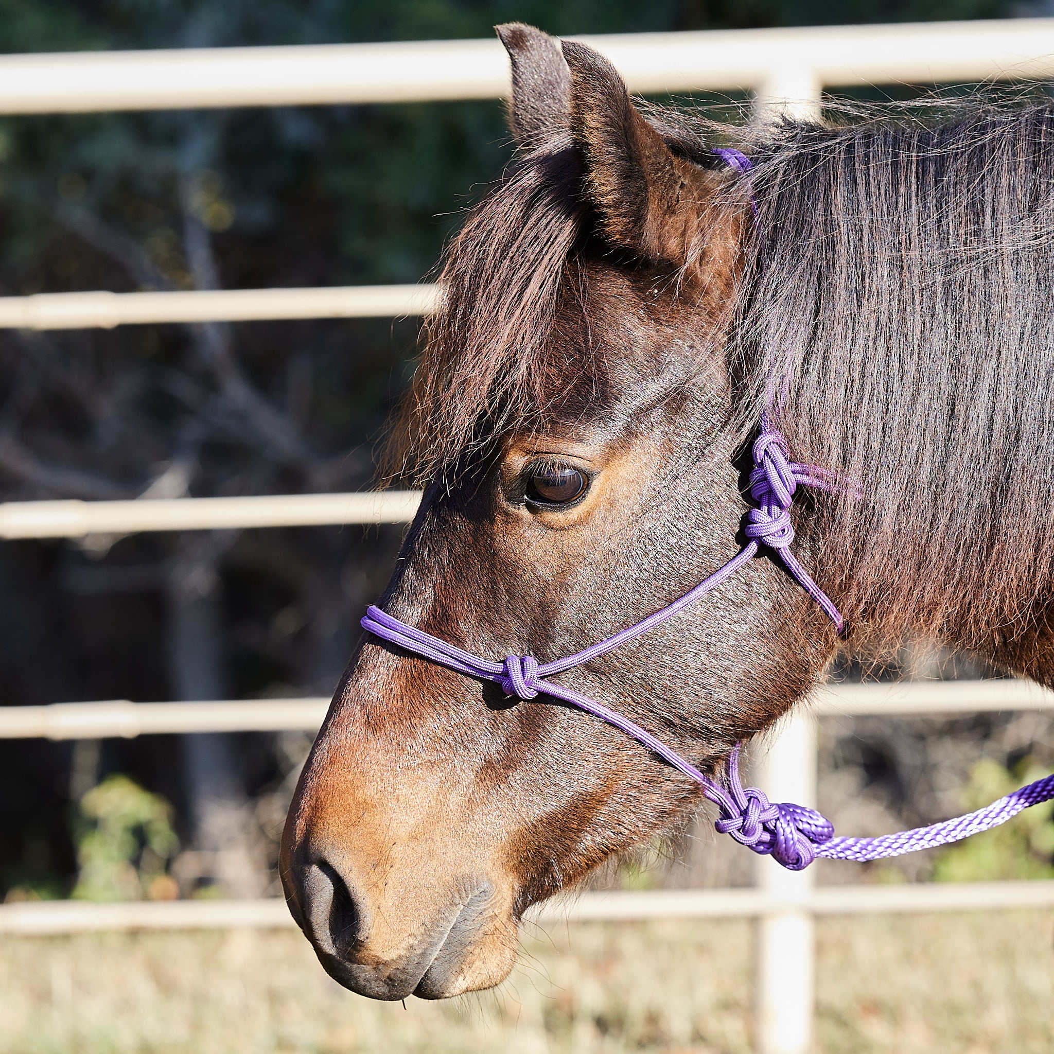 Tough-1 Miniature Poly Rope Halter w/Lea - Walmart.com