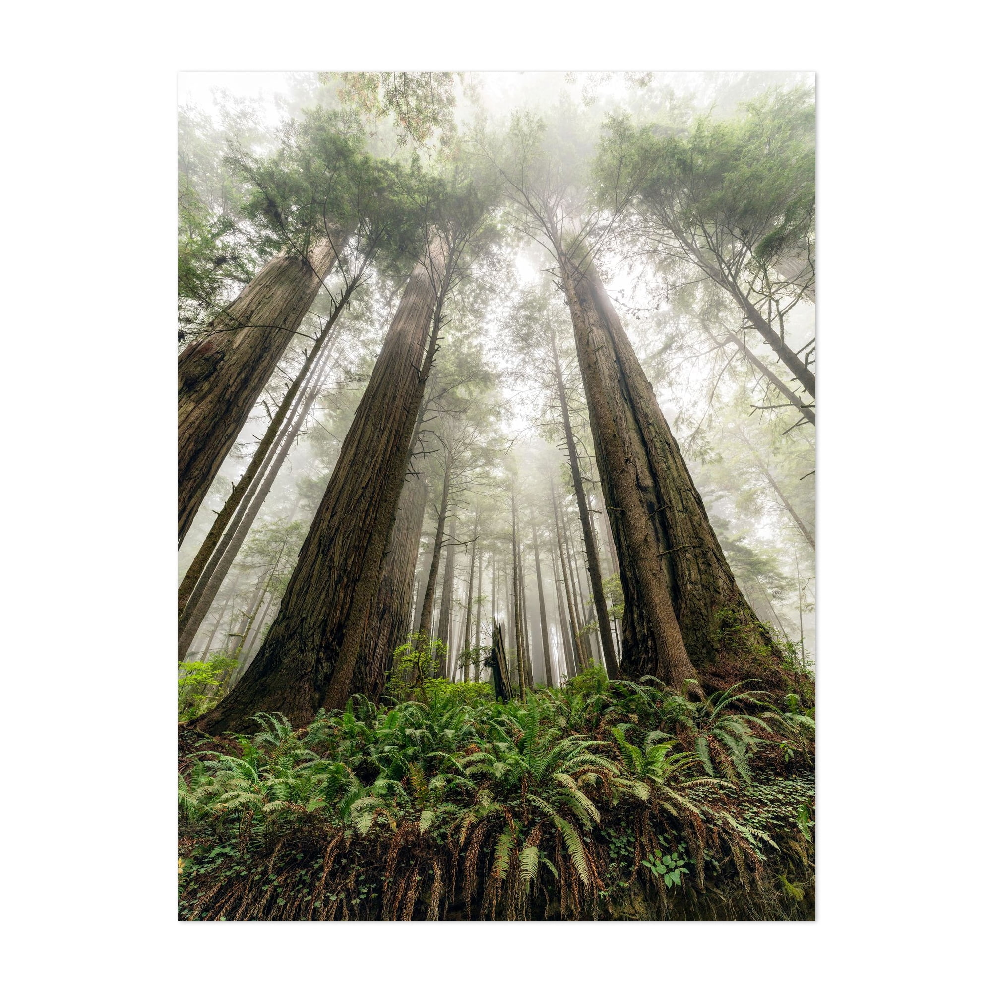 Towering Redwood trees - California Photography Forest Nature Woodland ...