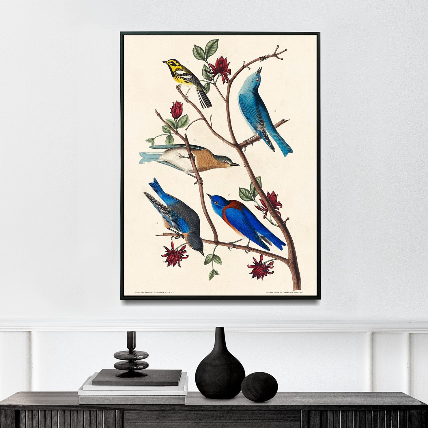 Townsend's Warbler, Arctic Blue-bird and Western Blue-bird - 1827 ...