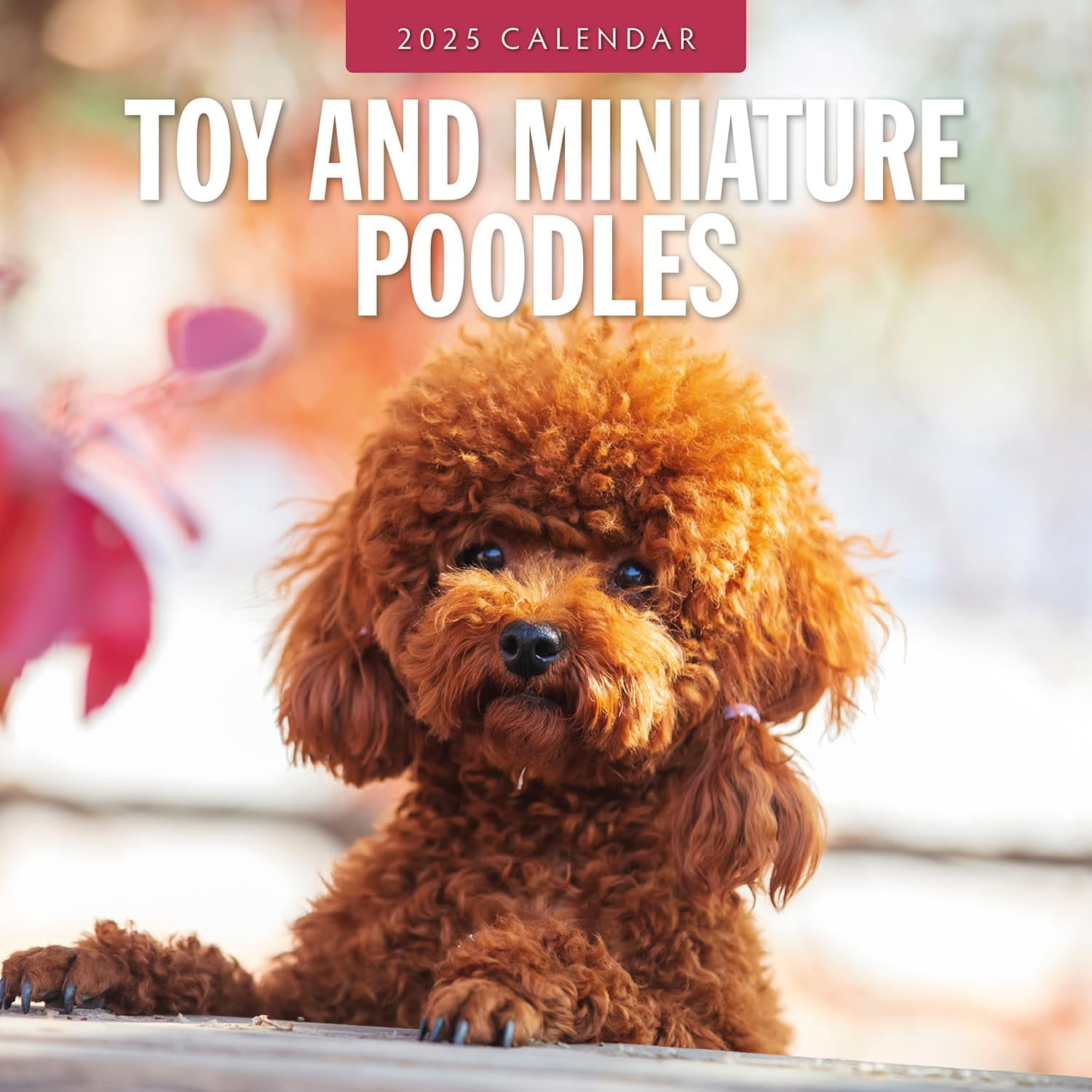 Toy and Miniature Poodles 2025 Square Wall Calendar - Walmart.com