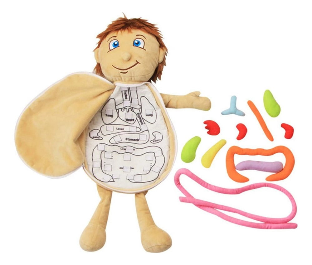 Toy organ doll for human body anatomy - Walmart.com