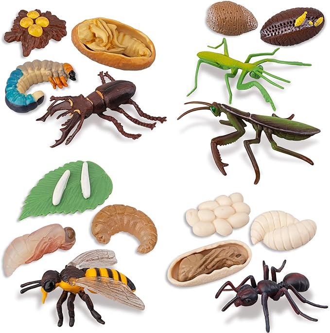 Toymany 16PCS Insect Figurines Life Cycle of Stag Beetle,Honey Bee ...