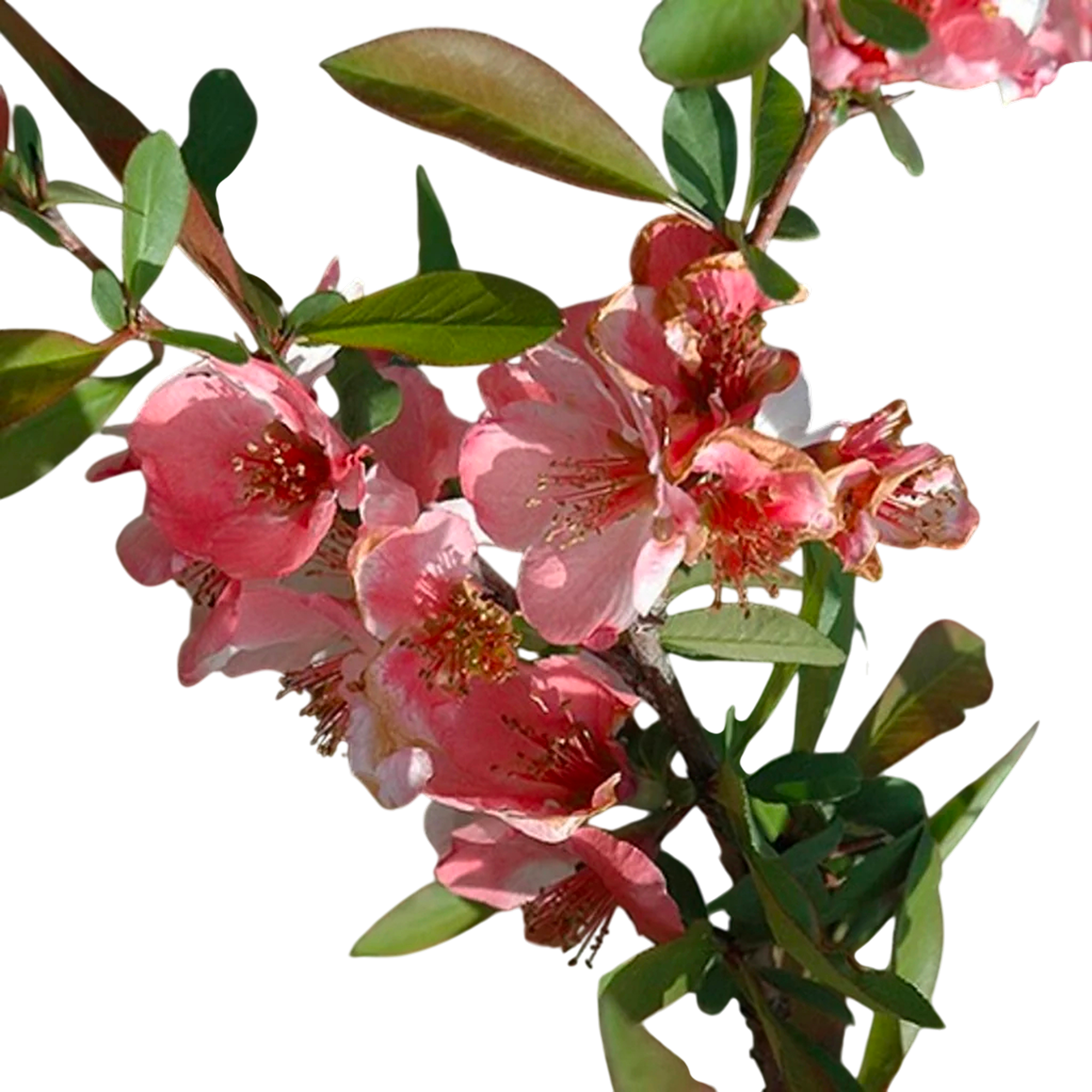 Toyo-Nishiki Flowering Quince Live Shrub-1 Gallon - Walmart.com
