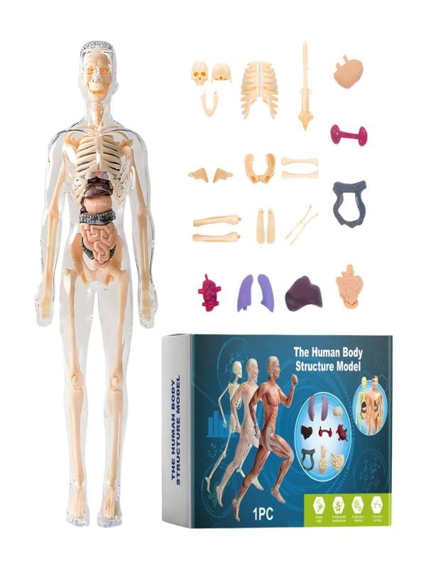 Toys Interactive Human Body Kids Anatomy Toys Interactive Human Body ...