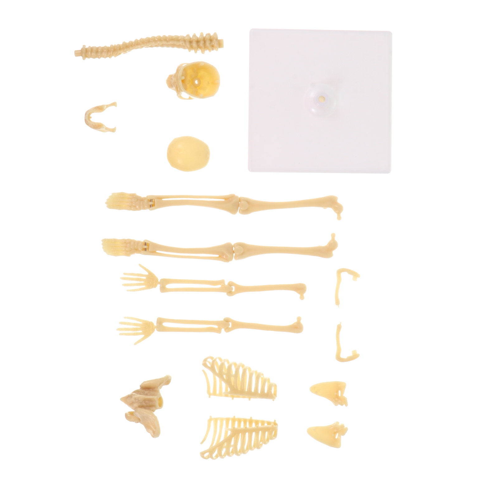 Toys Models Skeletal System Model Assembly Manikin Human Skeleton Human ...