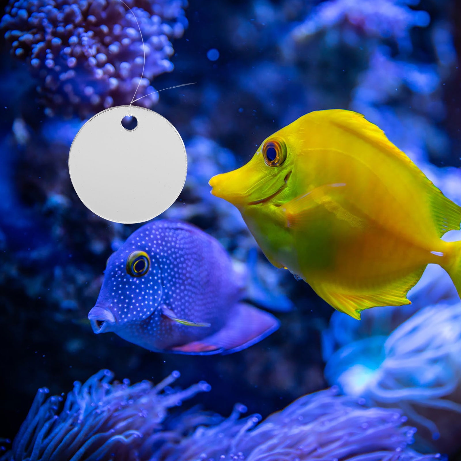 Betta Fish Tank Mirror Set Floating Decor for Aquarium Daily Use ...