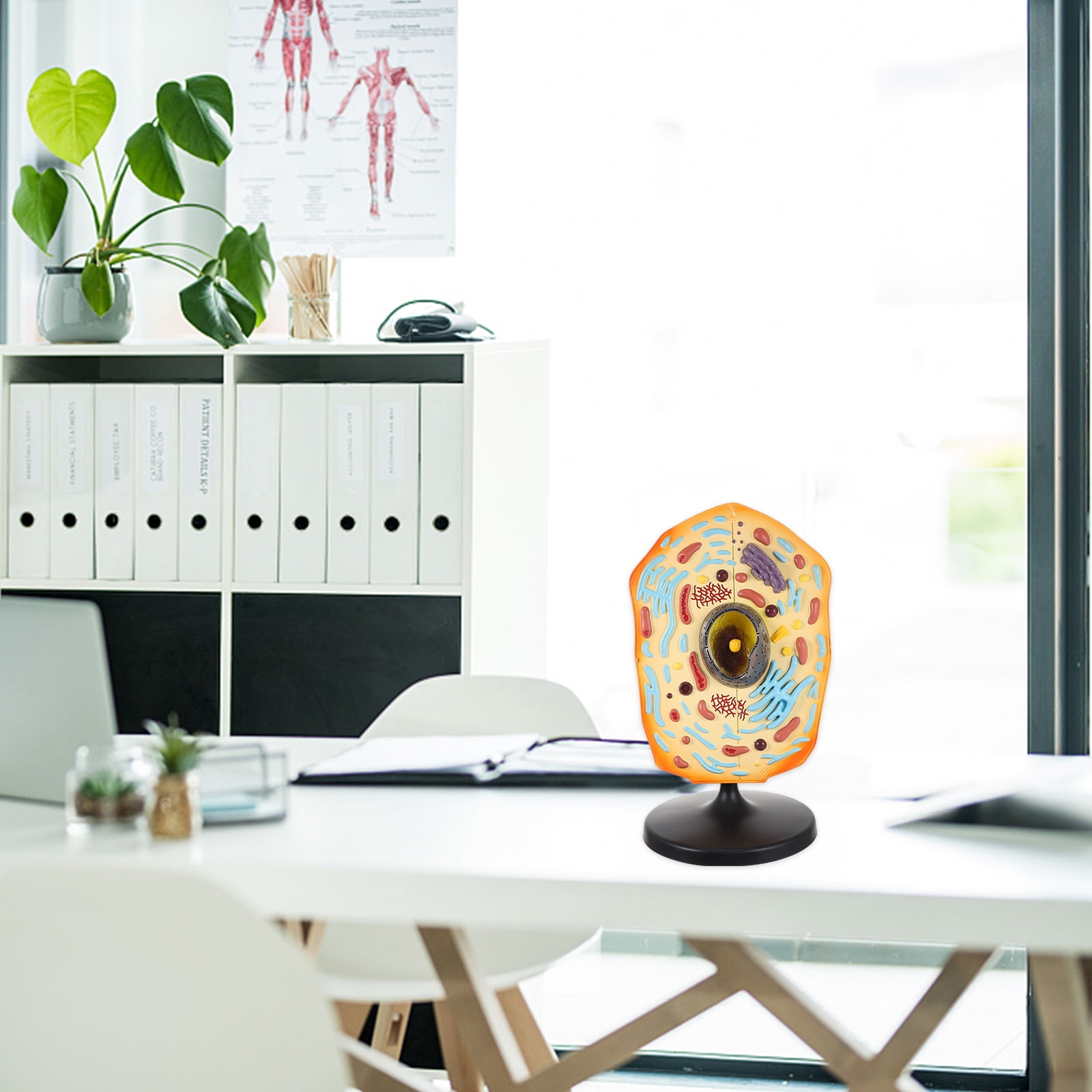 Animal Cell Display Model for Teaching in Assorted Color ABS Material ...