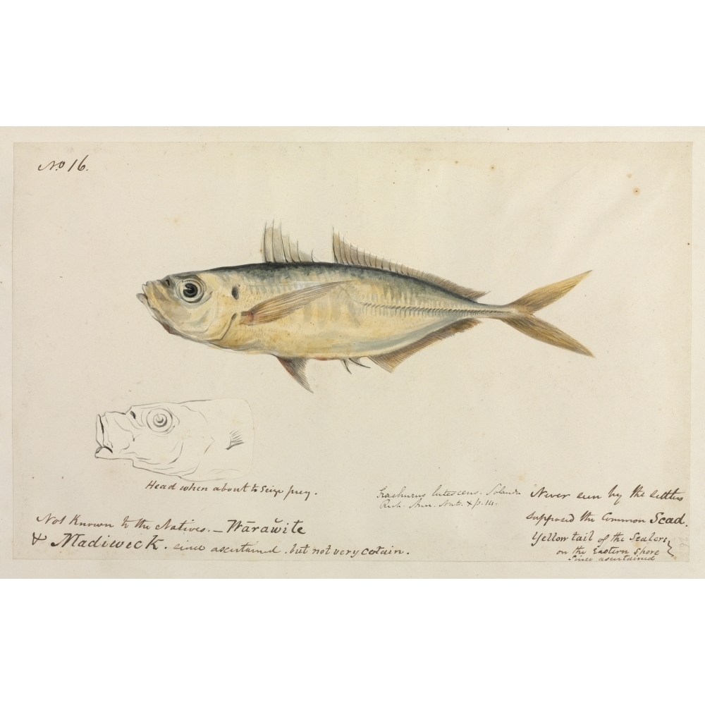 Trachurus Trachurus, Common Scad Poster Print By Mary Evans Natural ...