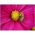 Trademark Art "Cosmos Bee" Canvas Art by Kurt Shaffer - Walmart.com