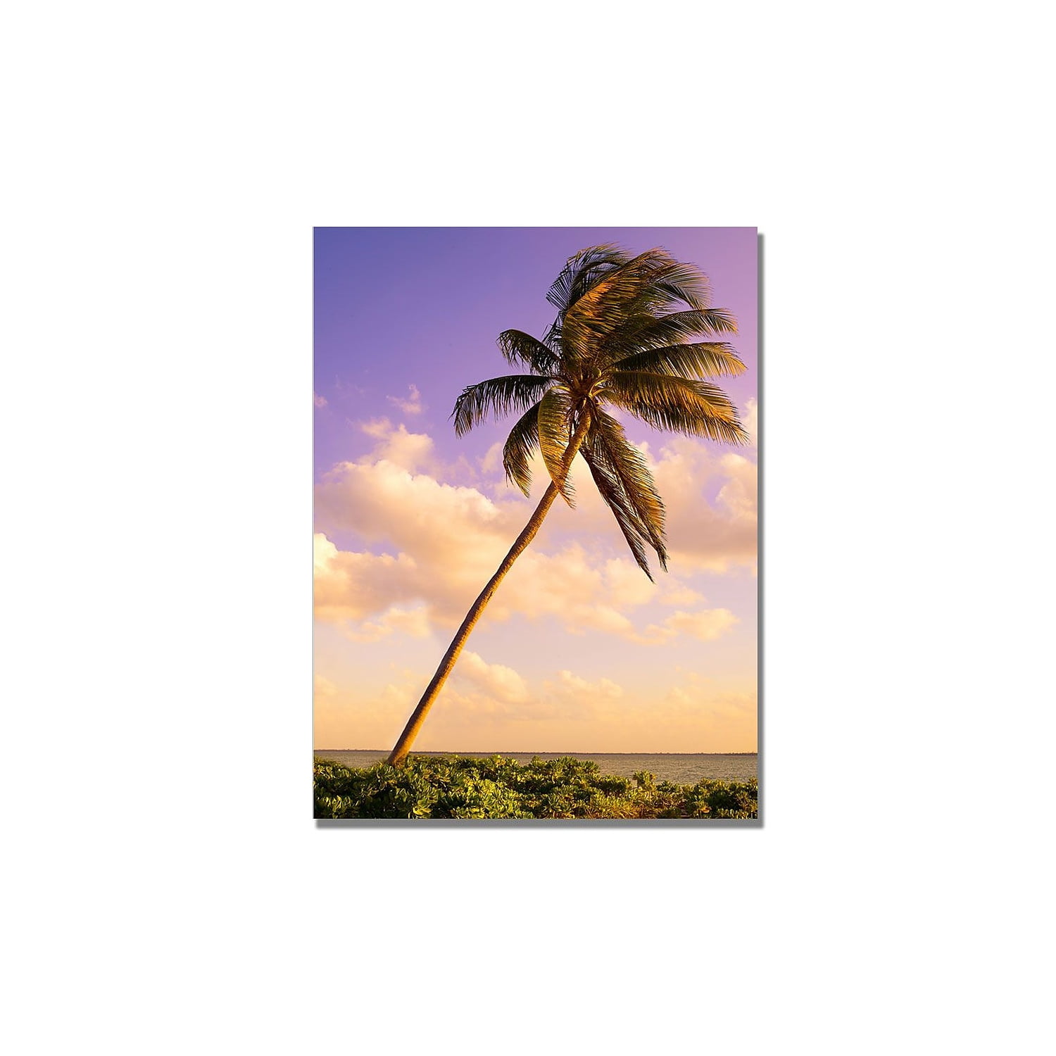 Trademark Art Lone Palm Canvas Wall Art - 18 x 24 Quality - Walmart.com