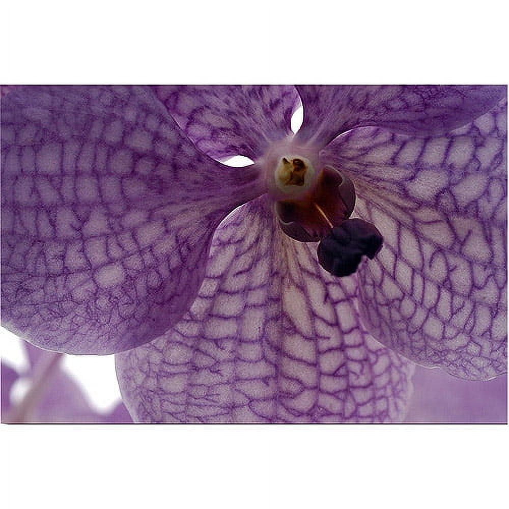 Trademark Art "Orchid Veins" Canvas Art by Kurt Shaffer - Walmart.com