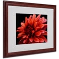 Trademark Art 'Red Dahlia' Matted Framed Art by Kurt Shaffer - Walmart.com