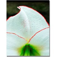 Trademark Art "Hartman Creek Birches" Canvas Art by Ryan Radke ...