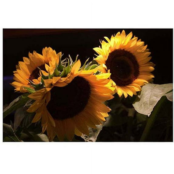 Trademark Art "Sunflower I" Canvas Art by Martha Guerra, 16x24 - Walmart.com