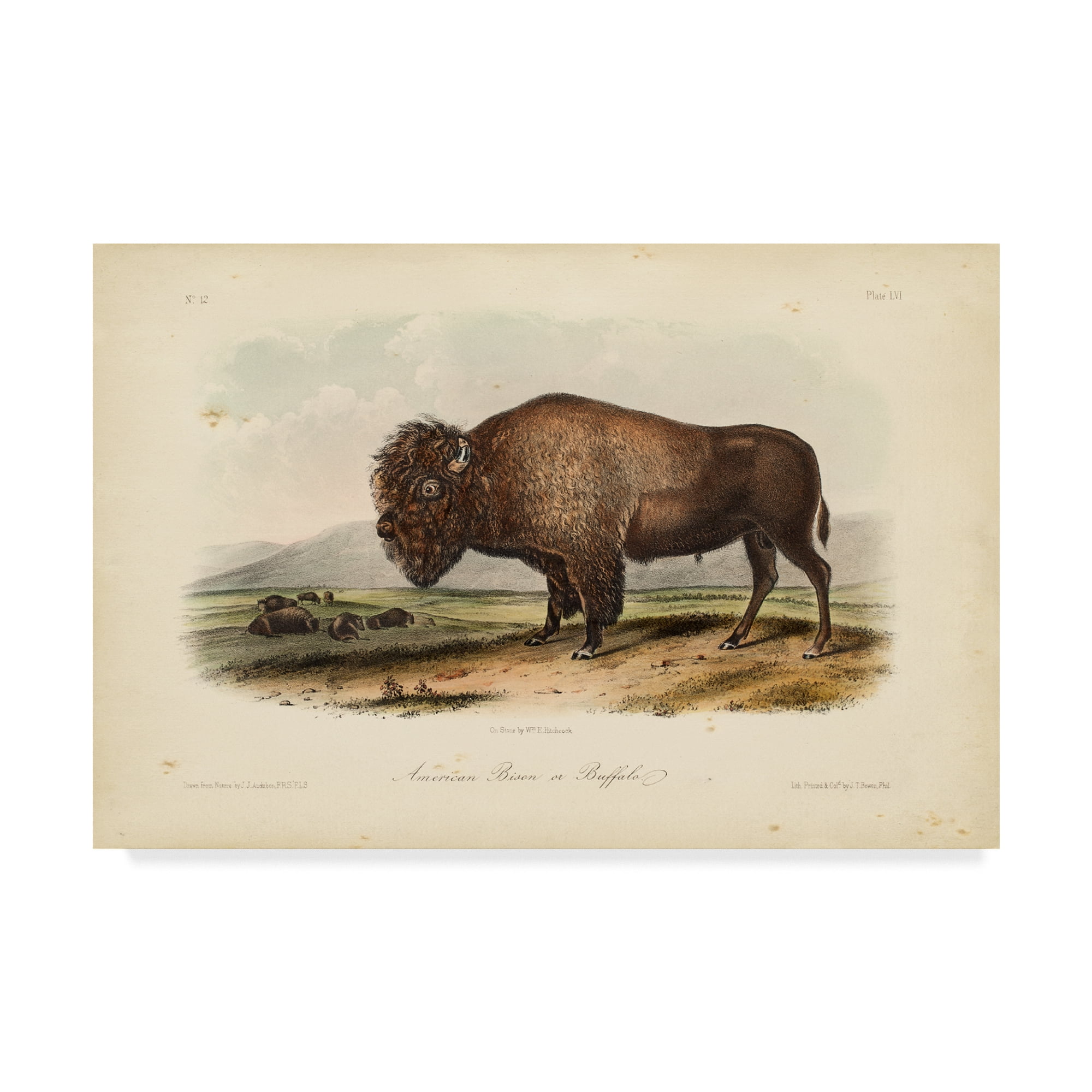 Trademark Fine Art 'American Bison Standing' Canvas Art by John James ...