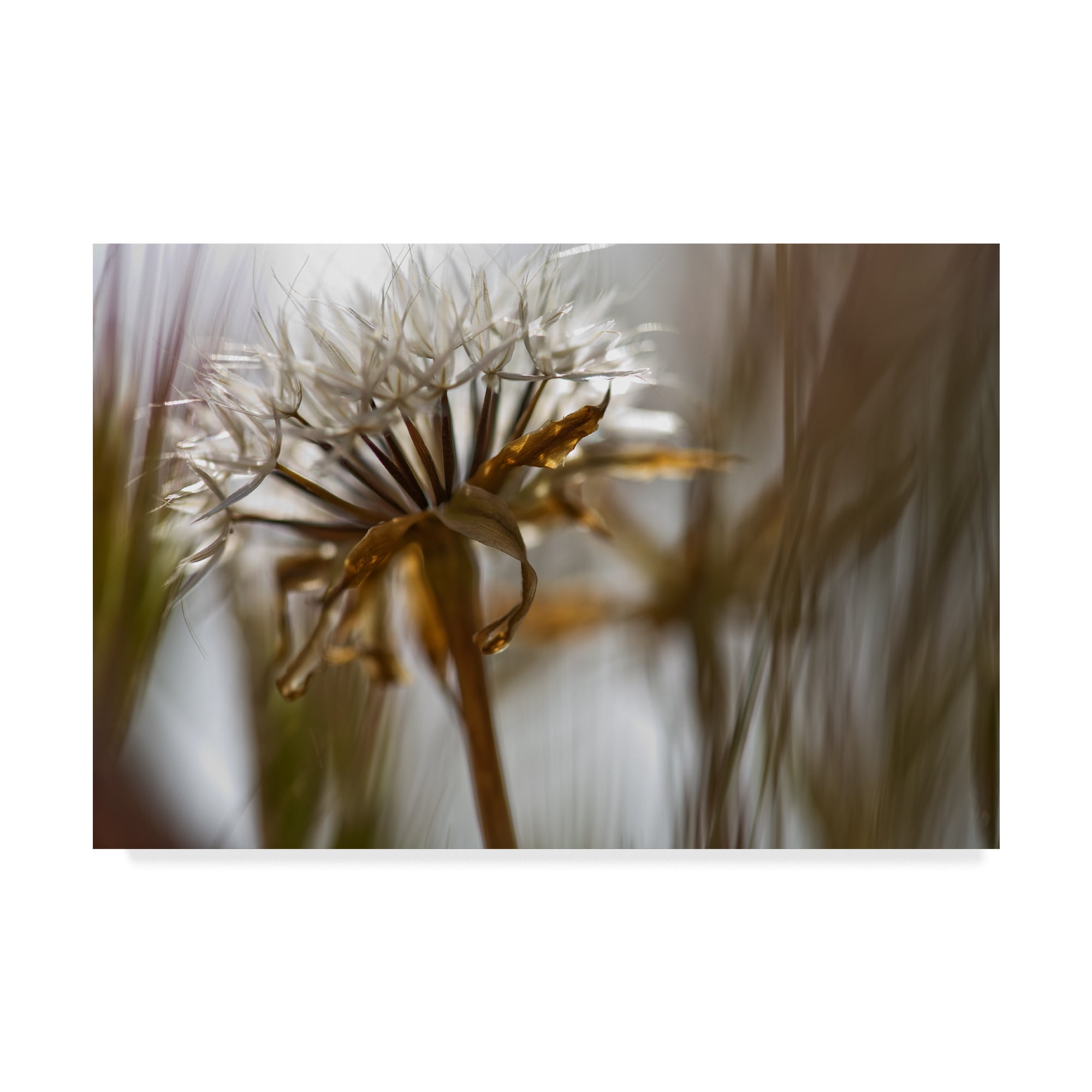 Trademark Fine Art 'Antelope Valley Ii' Canvas Art by Janice Sullivan ...