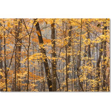 Trademark Fine Art "Lake Erie Autumn" Canvas Art by Jason Shaffer ...