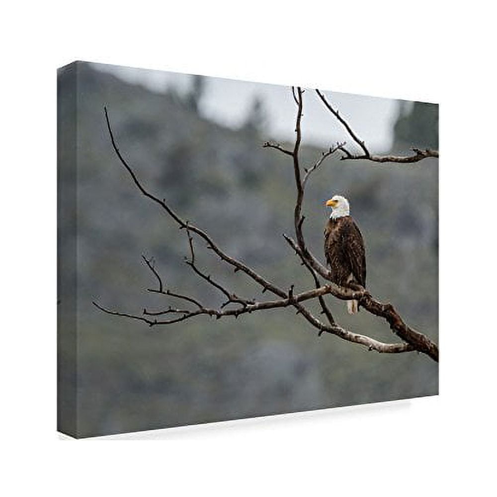 Trademark Fine Art 'Bald Eagle Perched' Canvas Art by Galloimages ...