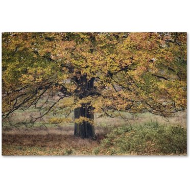 Trademark Fine Art 'Birch Trees In Frame' Canvas Art by Bonnie B Cook ...