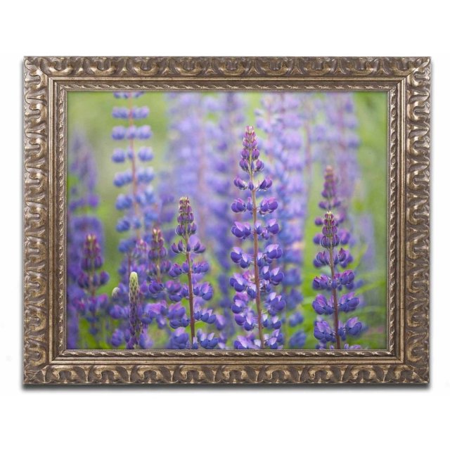 Trademark Fine Art 'Blue Lupine Flowers' Canvas Art by Cora Niele, Gold ...